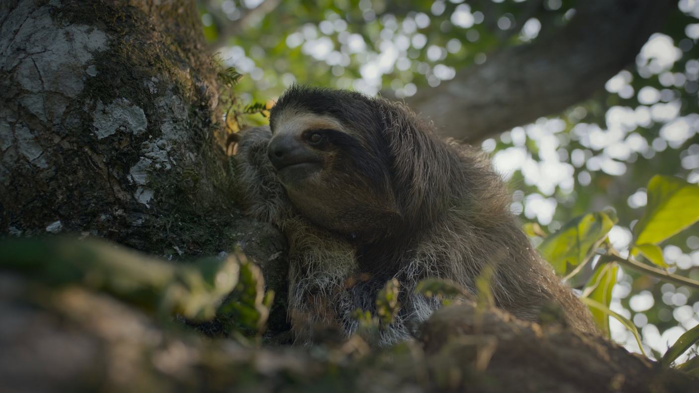 Nightmares of Nature Netflix series narrated by Maya Hawke - Official ...