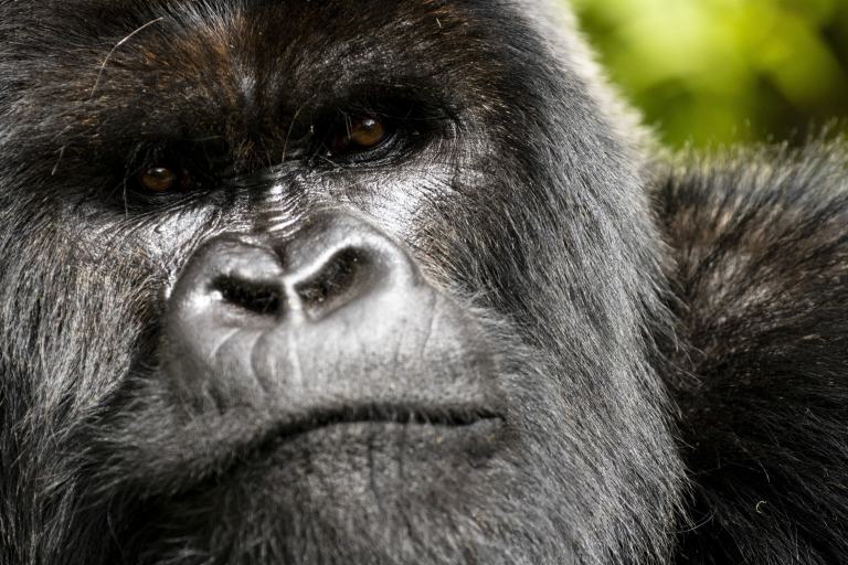 A Gorilla Story Netflix release date, trailer, and documentary details