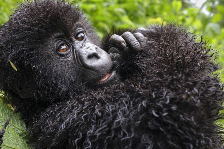 A Gorilla Story Netflix release date, trailer, and documentary details