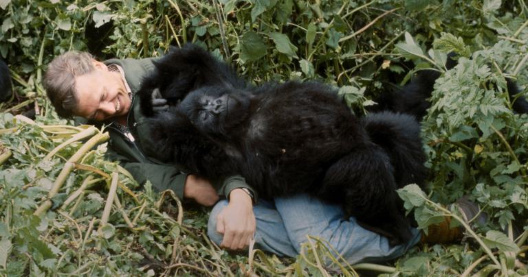 A Gorilla Story Netflix release date, trailer, and documentary details