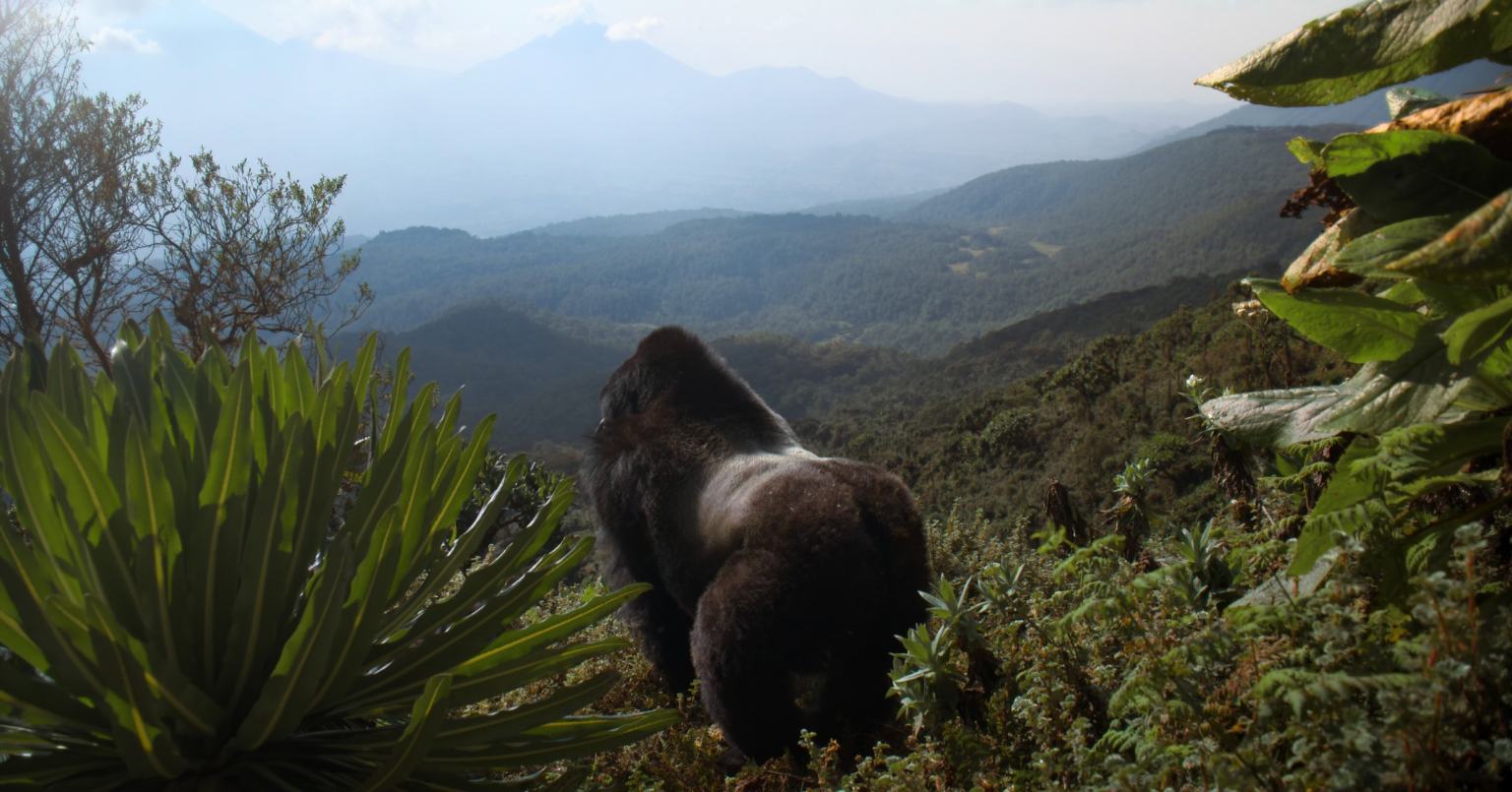 A Gorilla Story Netflix release date, trailer, and documentary details