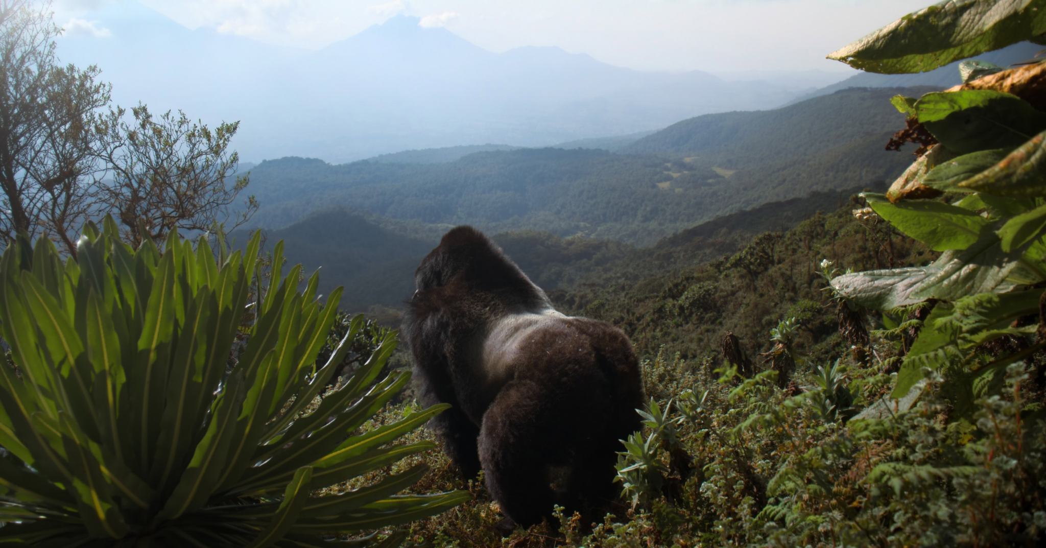 A Gorilla Story Netflix release date, trailer, and documentary details